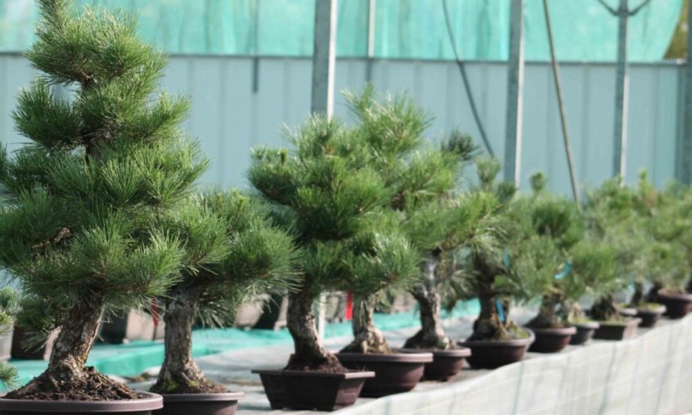 The Art and Science of Bonsai: Cultivating Your Japanese...